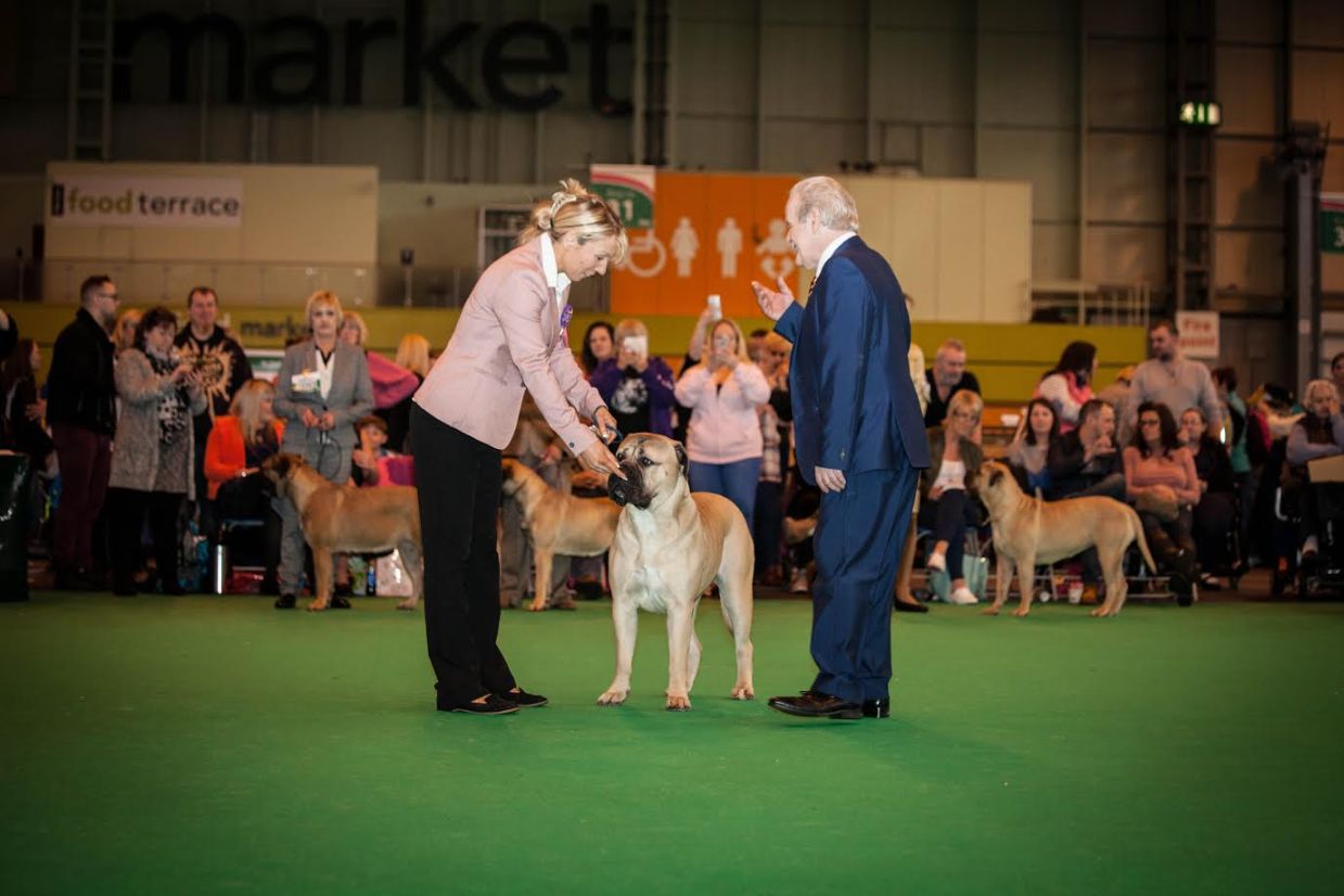 Impackt Behaviour – Educating Humans – Understanding Canines